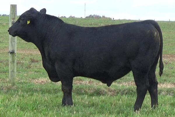 Bull Sale - MC Livestock Angus - Angus Cattle - Virginia