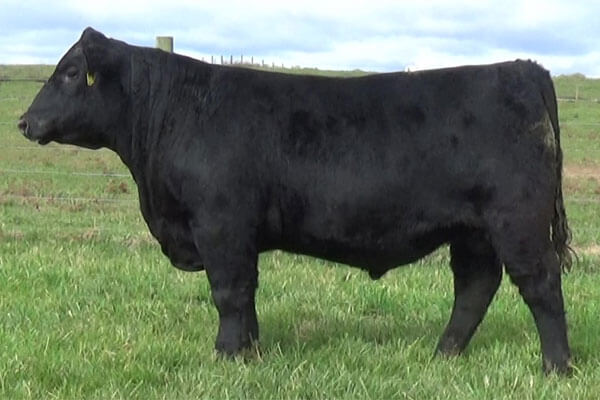 Bull Sale - MC Livestock Angus - Angus Cattle - Virginia
