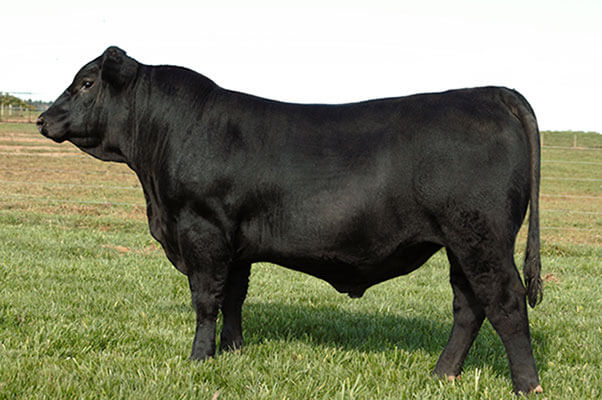 Bull Sale - MC Livestock Angus - Angus Cattle - Virginia