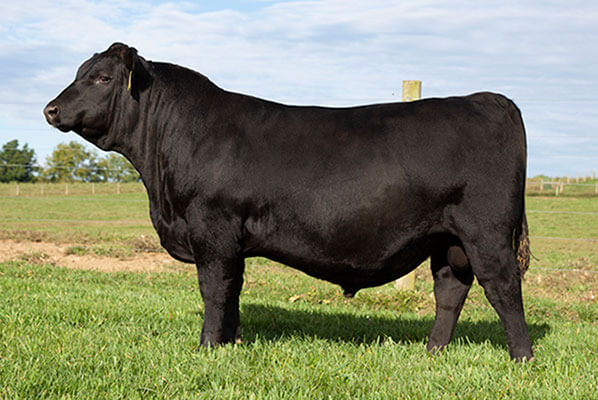 Bull Sale - MC Livestock Angus - Angus Cattle - Virginia